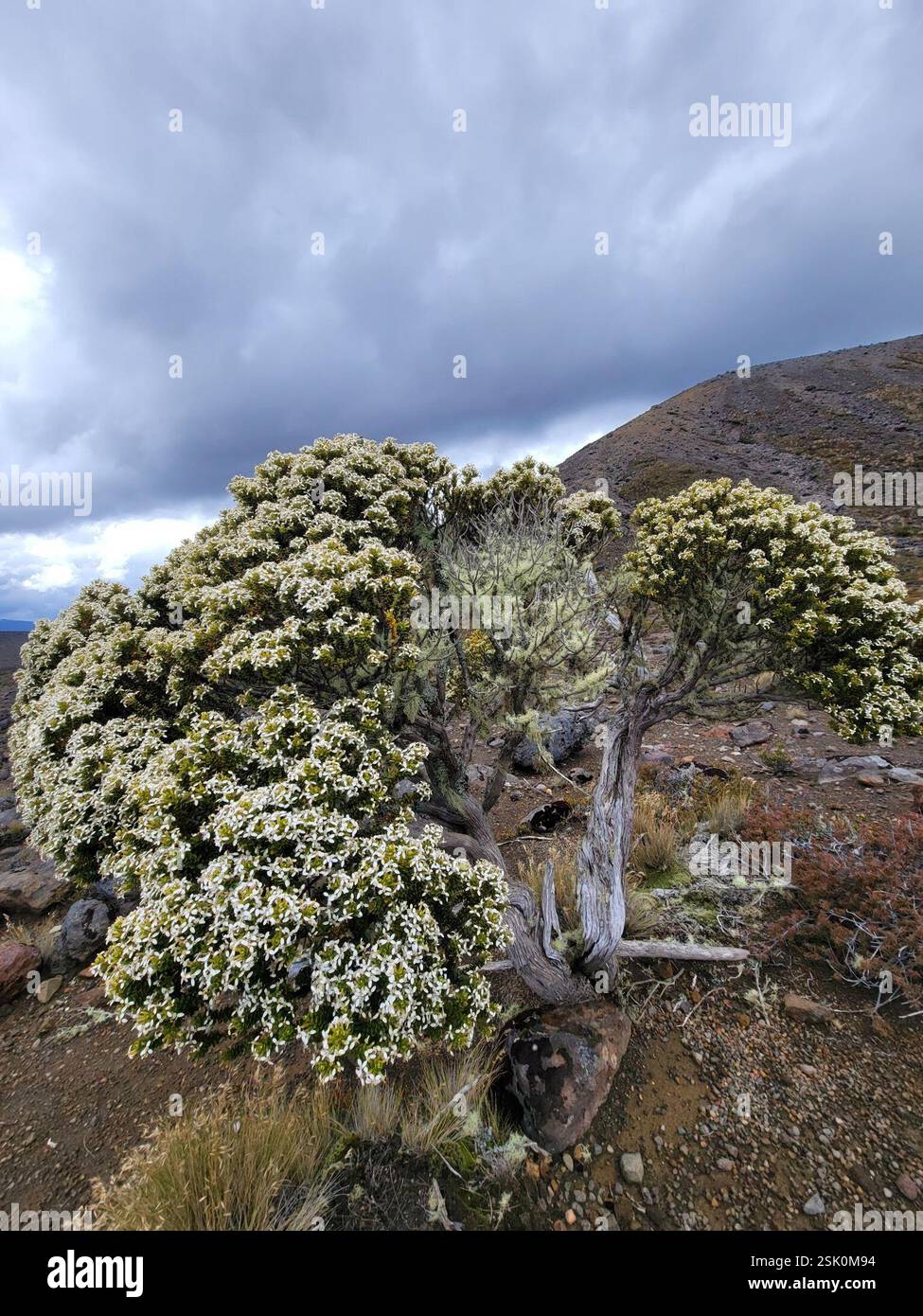 (Olearia nummulariifolia), Plantae, Ohakune 4691, New Zealand Stock ...