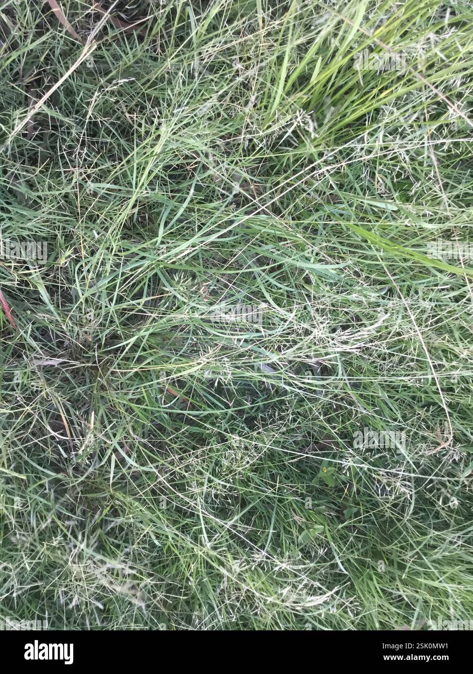 Elastic Grass (Eragrostis tenuifolia), Plantae, Queensland, AU Stock ...