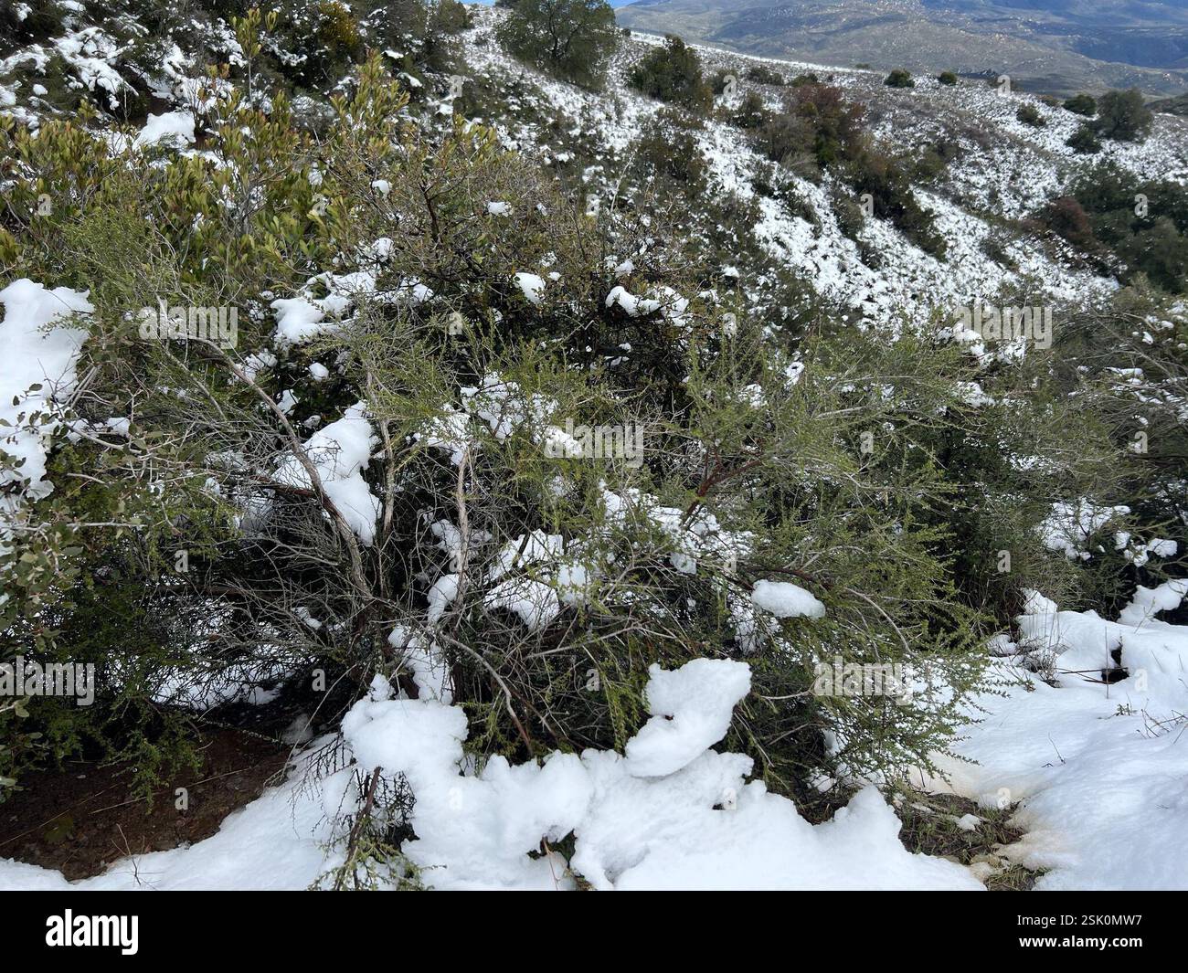 chamise (Adenostoma fasciculatum), Plantae, Orange County, CA, USA ...