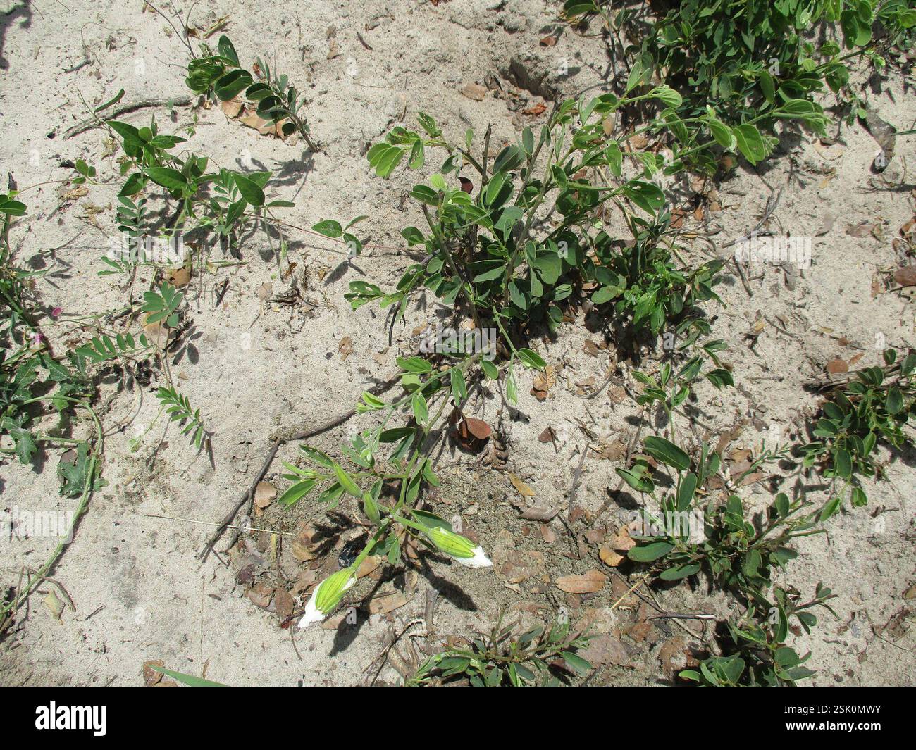 Wild Coffee Bean (Bauhinia macrantha), Plantae, Zambezi Region, Namibia ...