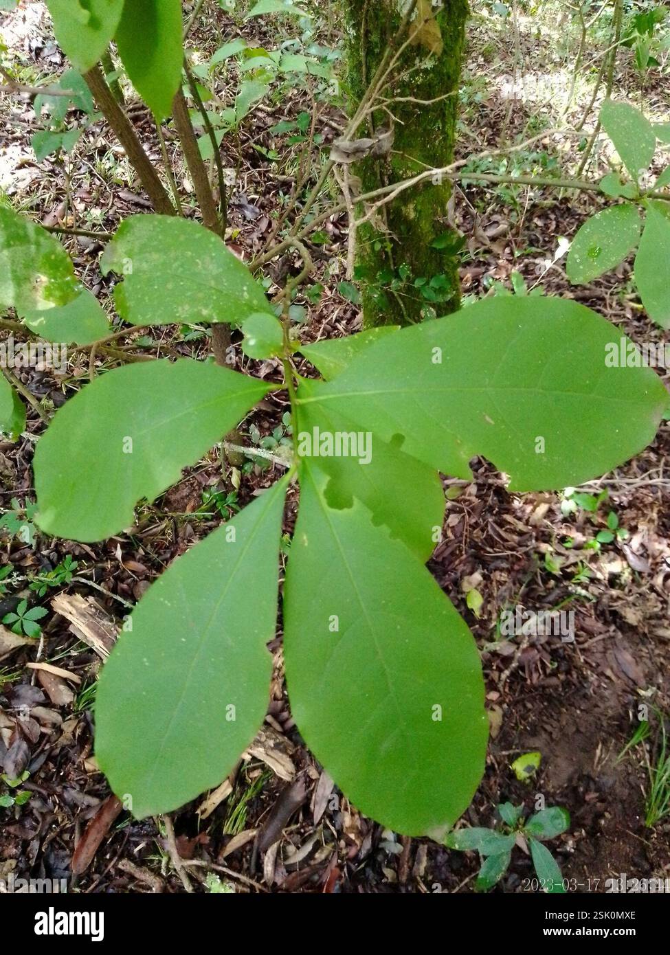 southern raintree (Brunfelsia australis), Plantae, 37000 Departamento ...