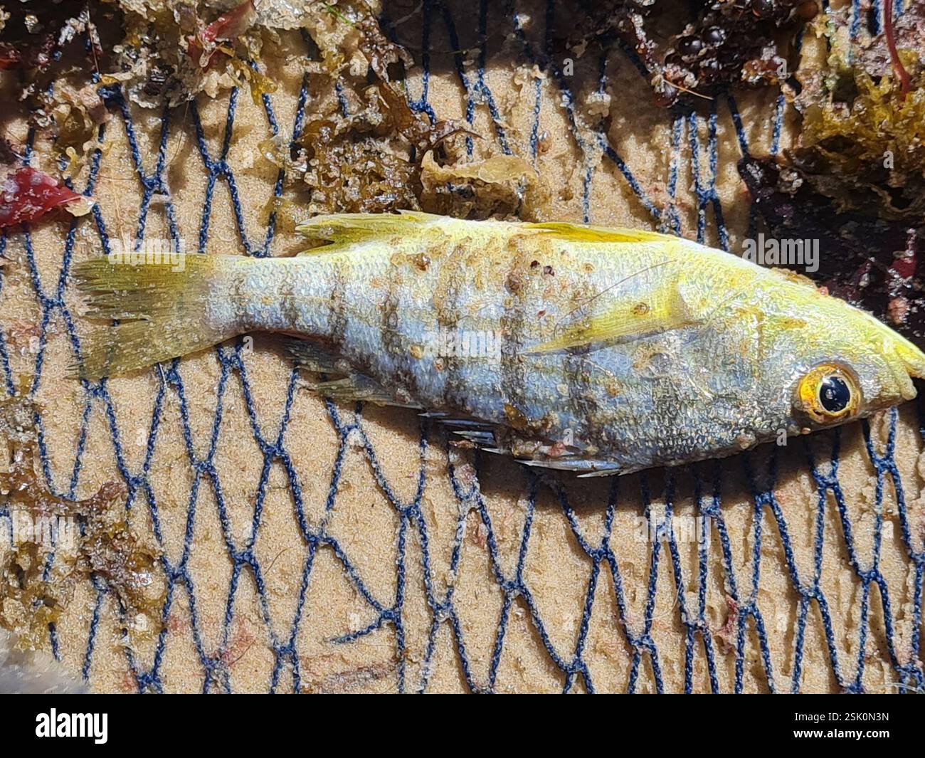 Conodon nobilis hi-res stock photography and images - Alamy