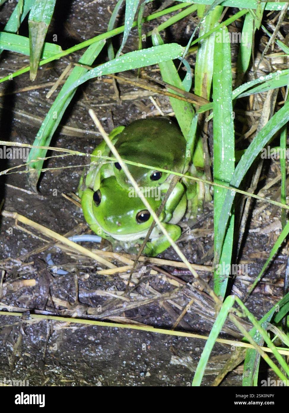 Australian Green Tree Frog (Ranoidea caerulea), Amphibia, Bouldercombe ...