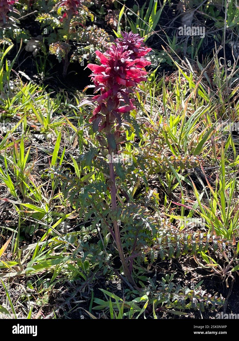 Warrior's Plume (Pedicularis densiflora), Plantae, Fort Ord National ...