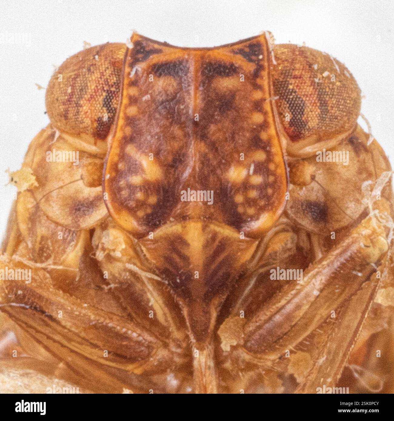 (Thionia), Insecta, San José Province, San Pedro, Costa Rica ...
