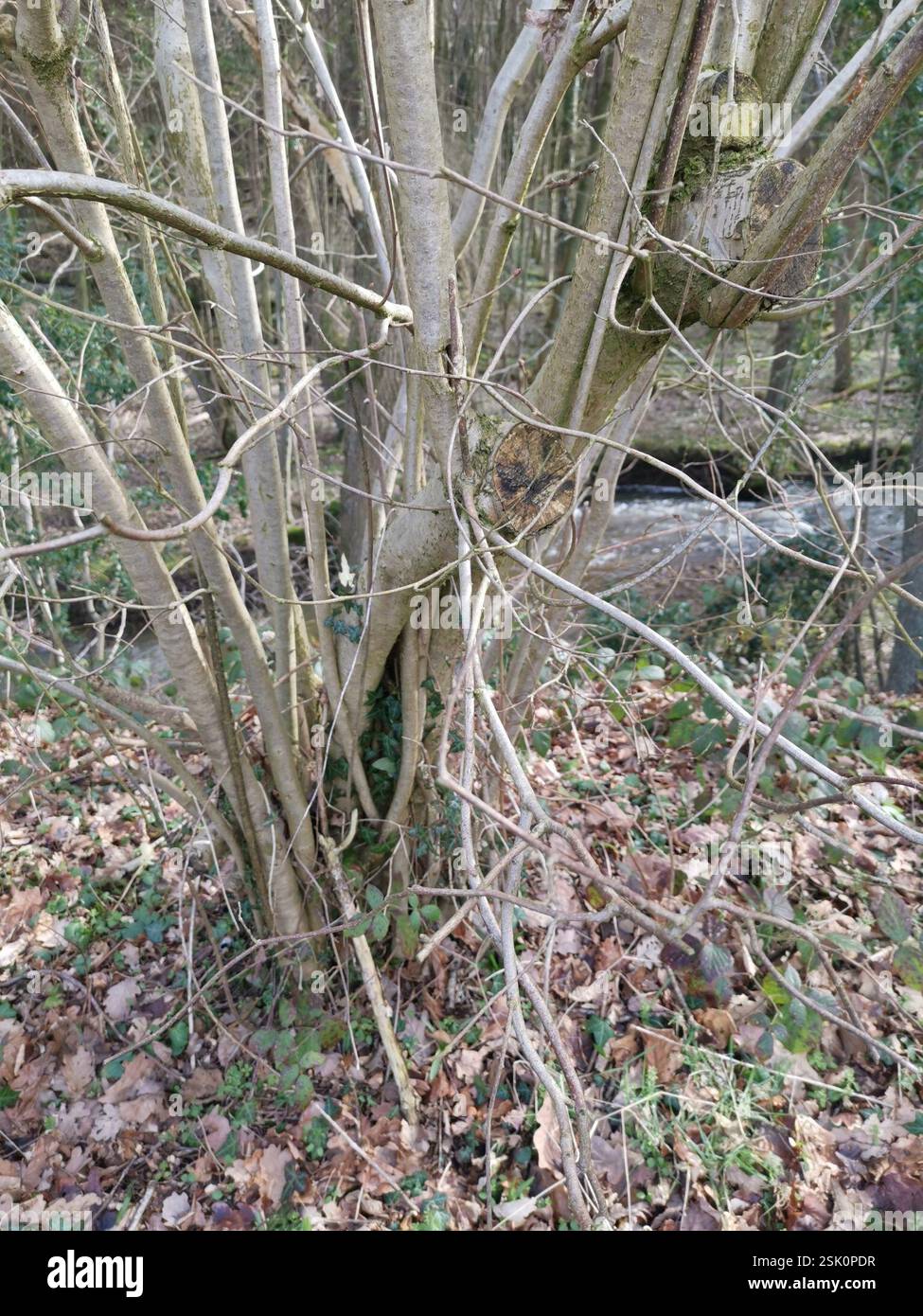common hazel (Corylus avellana), Plantae, Esh Winning, Durham DH7, UK ...