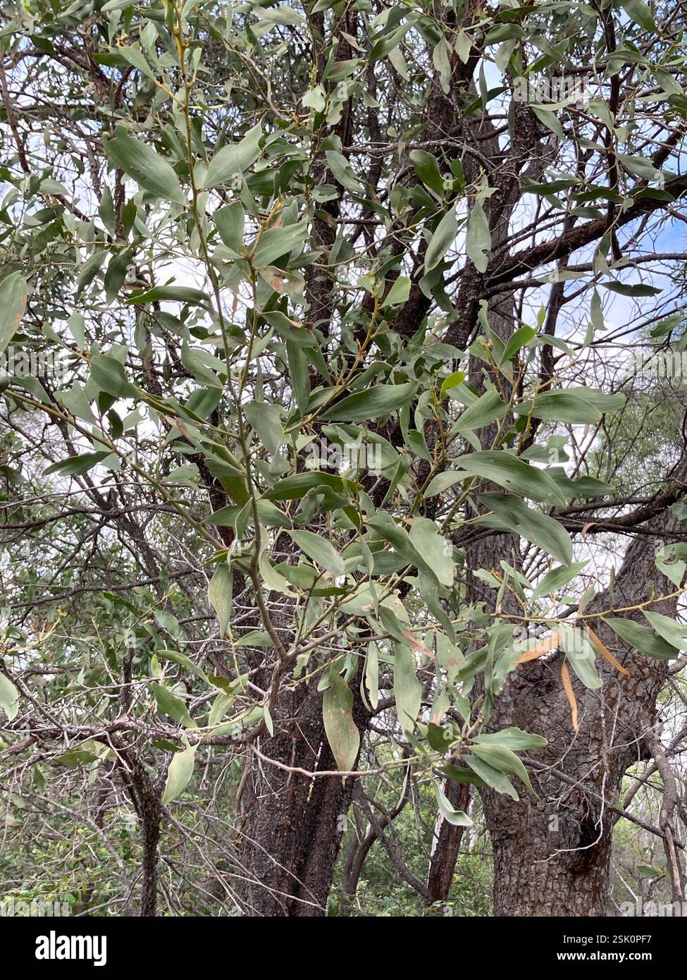 Rosewood (Acacia rhodoxylon), Plantae, Stanwell Power Station Nature ...