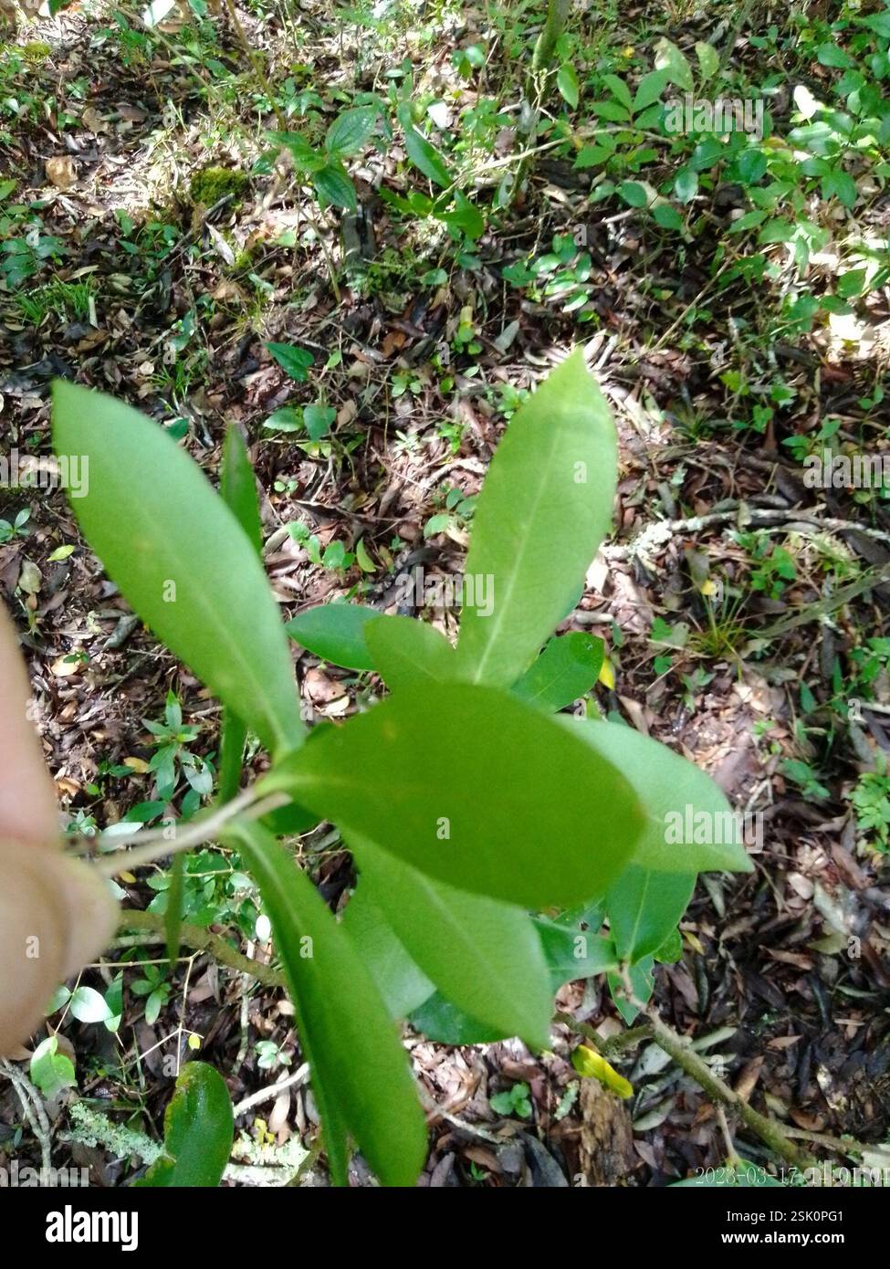 (Daphnopsis racemosa), Plantae, 37000 Departamento de Cerro Largo ...