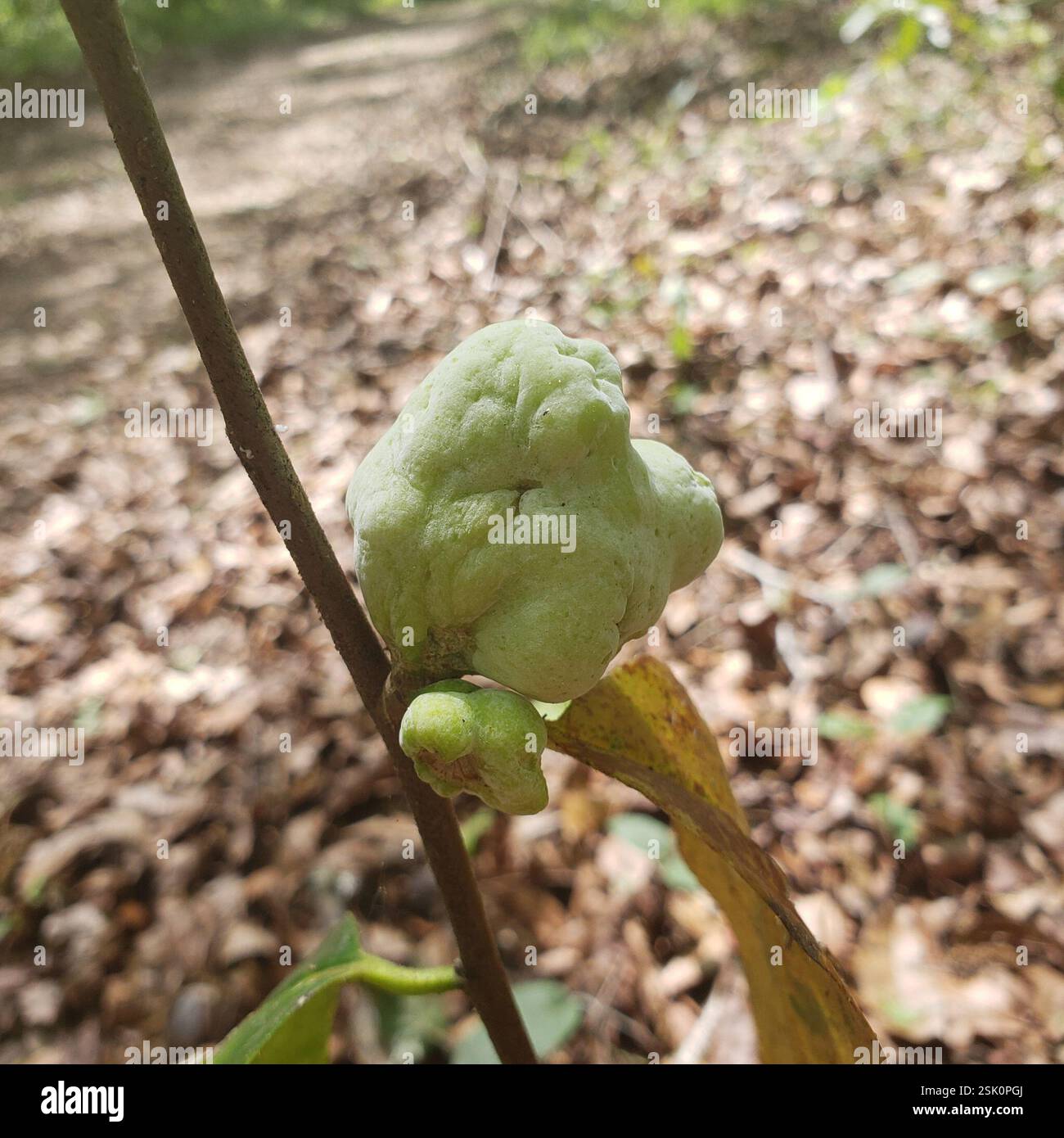 Sweetleaf Gall (Exobasidium symploci), Fungi, Gainesville, FL 32653 ...