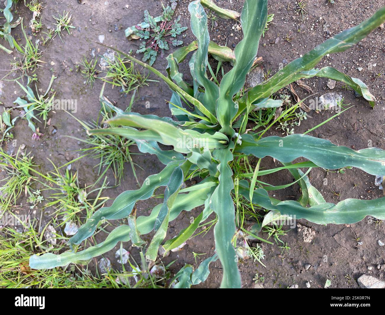 wavy-leafed soap plant (Chlorogalum pomeridianum), Plantae, Santa Clara ...