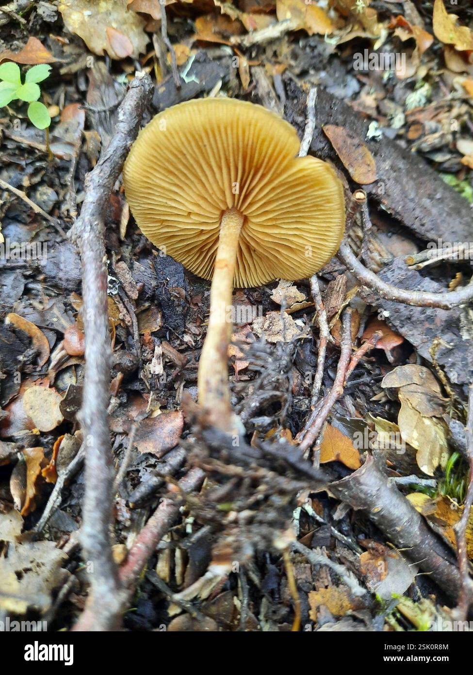 Moss Bells (Galerina), Fungi, Lewis Pass, New Zealand Stock Photo - Alamy