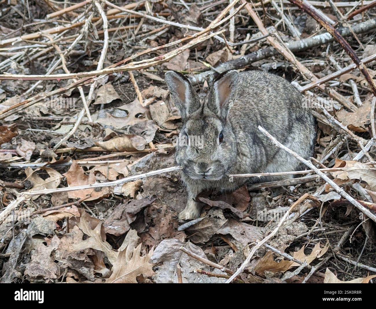 Domestic Rabbit (Oryctolagus cuniculus domesticus), Mammalia, Vancouver ...