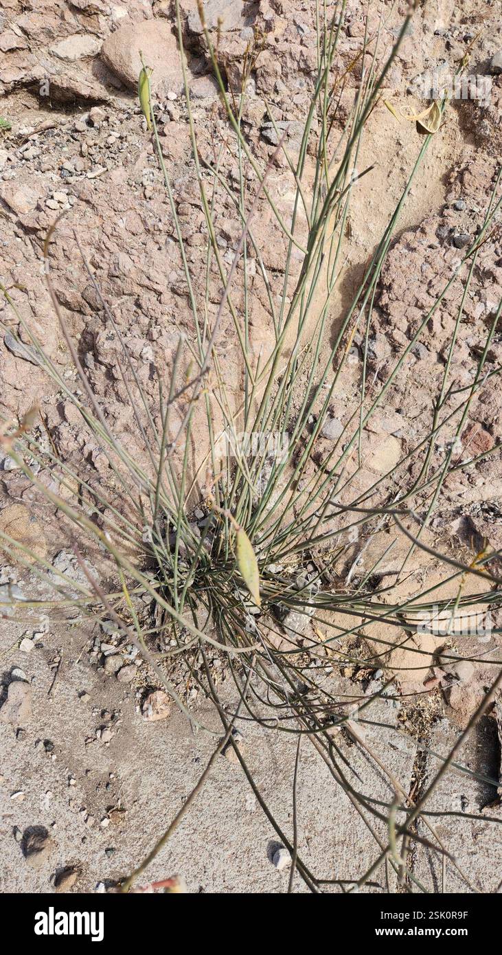 rush milkweed (Asclepias subulata), Plantae, Loreto, MX-BS, MX Stock ...