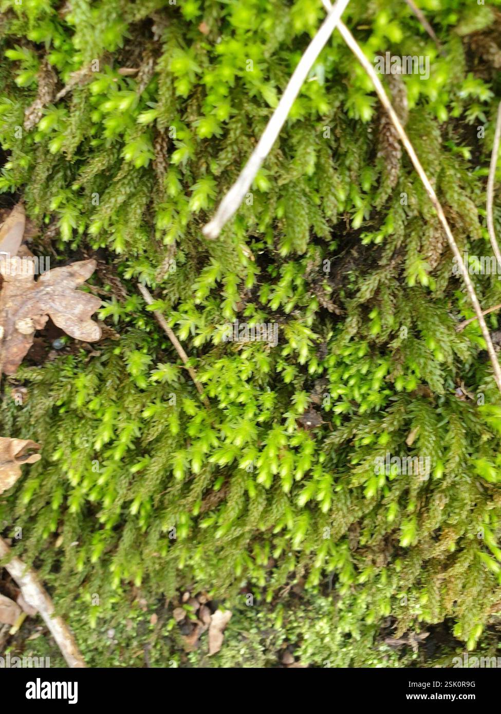 Horn Calcareous Moss (Mnium hornum), Plantae, college main retail park ...