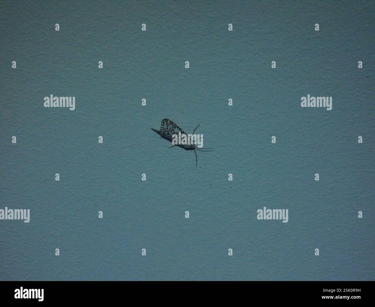 Heliotrope Moth (Utetheisa pulchelloides), Insecta, Hobart TAS ...