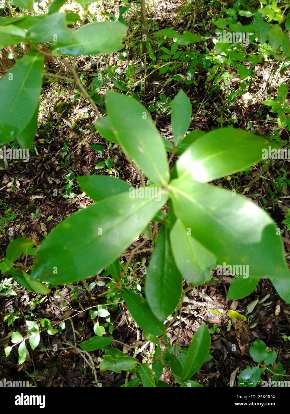 (Daphnopsis racemosa), Plantae, 37000 Departamento de Cerro Largo ...