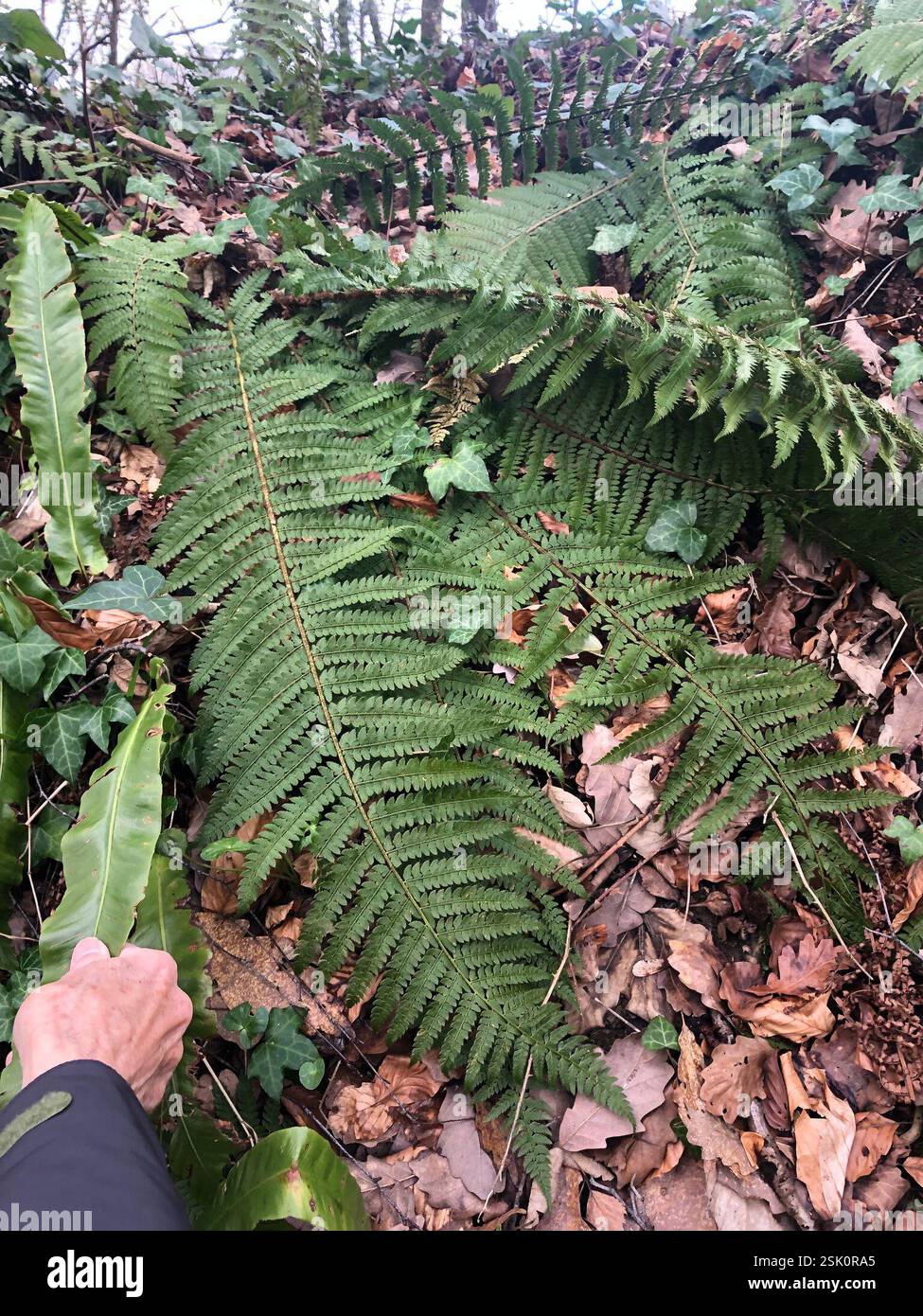 soft shield fern (Polystichum setiferum), Plantae, Forest Farm Country ...