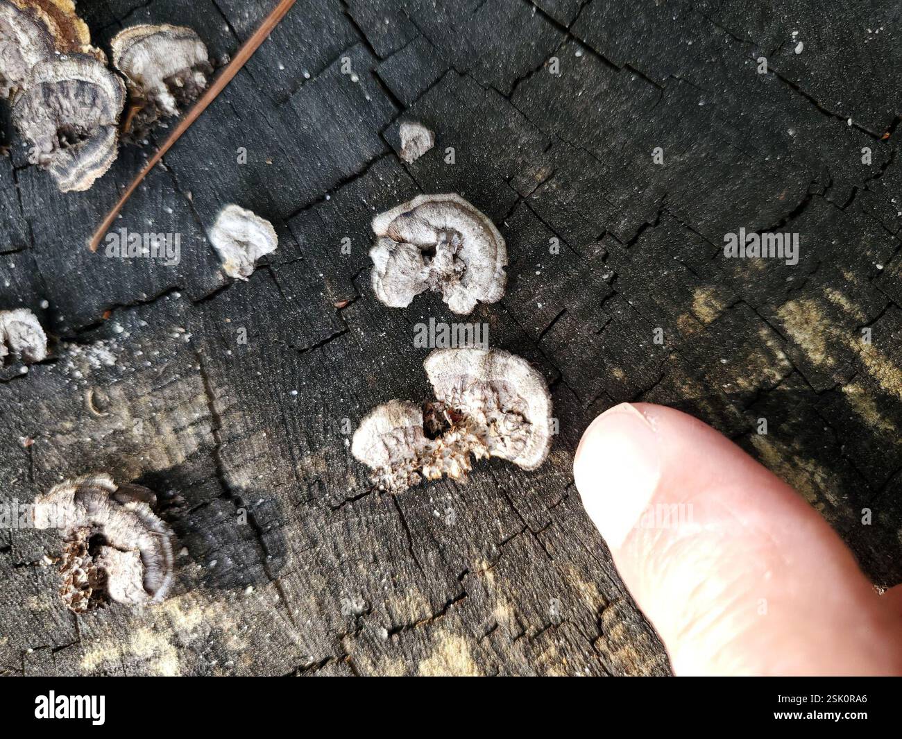 shelf fungi (Polyporales), Fungi, Alachua, Florida, United States Stock ...