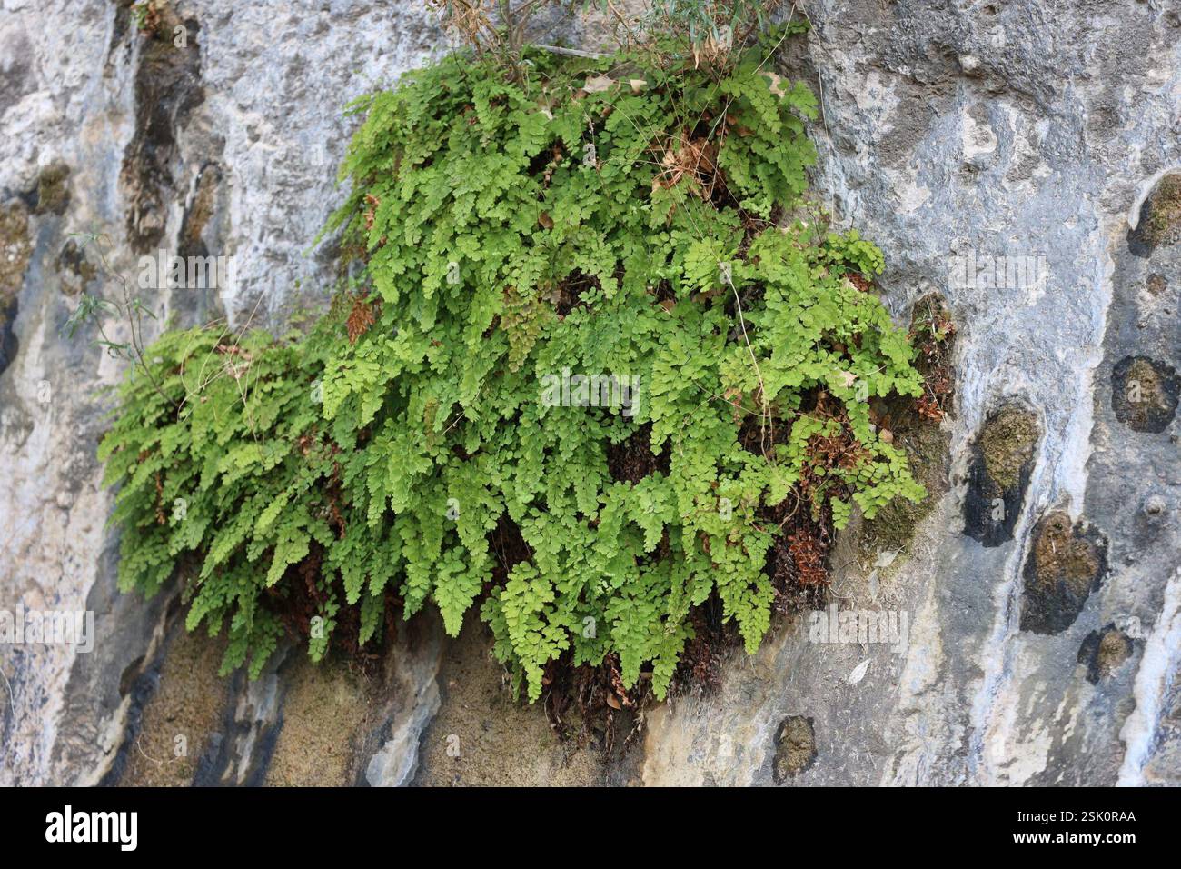 black maidenhair fern (Adiantum capillus-veneris), Plantae, Alamogordo ...