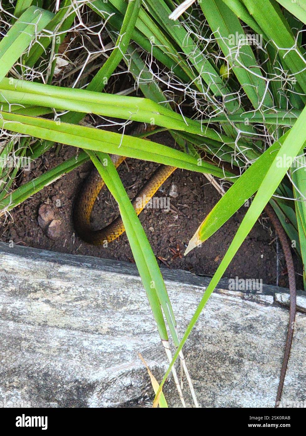 Common Tree Snake (Dendrelaphis punctulatus), Reptilia, Bouldercombe ...