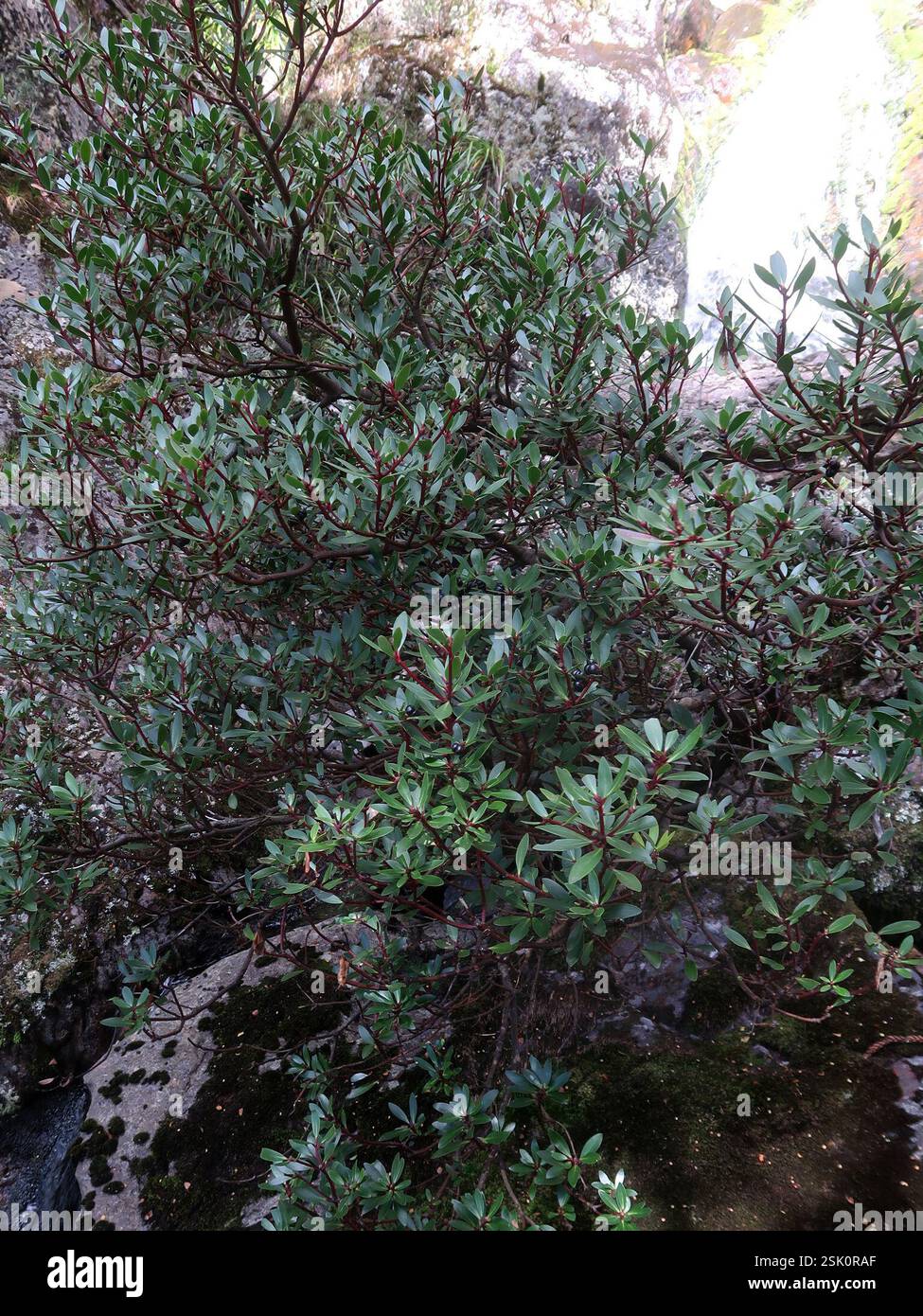 Mountain Pepper (Tasmannia lanceolata), Plantae, Winterbrook Falls ...