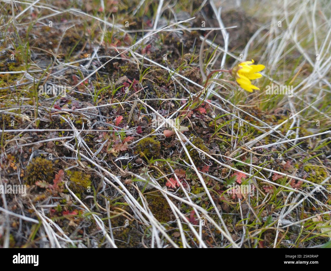 spring gold (Crocidium multicaule), Plantae, Centerville, WA 98613, USA ...