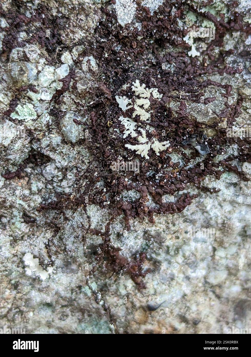 liverworts (Marchantiophyta), Plantae, Sololá, Guatemala Stock Photo ...
