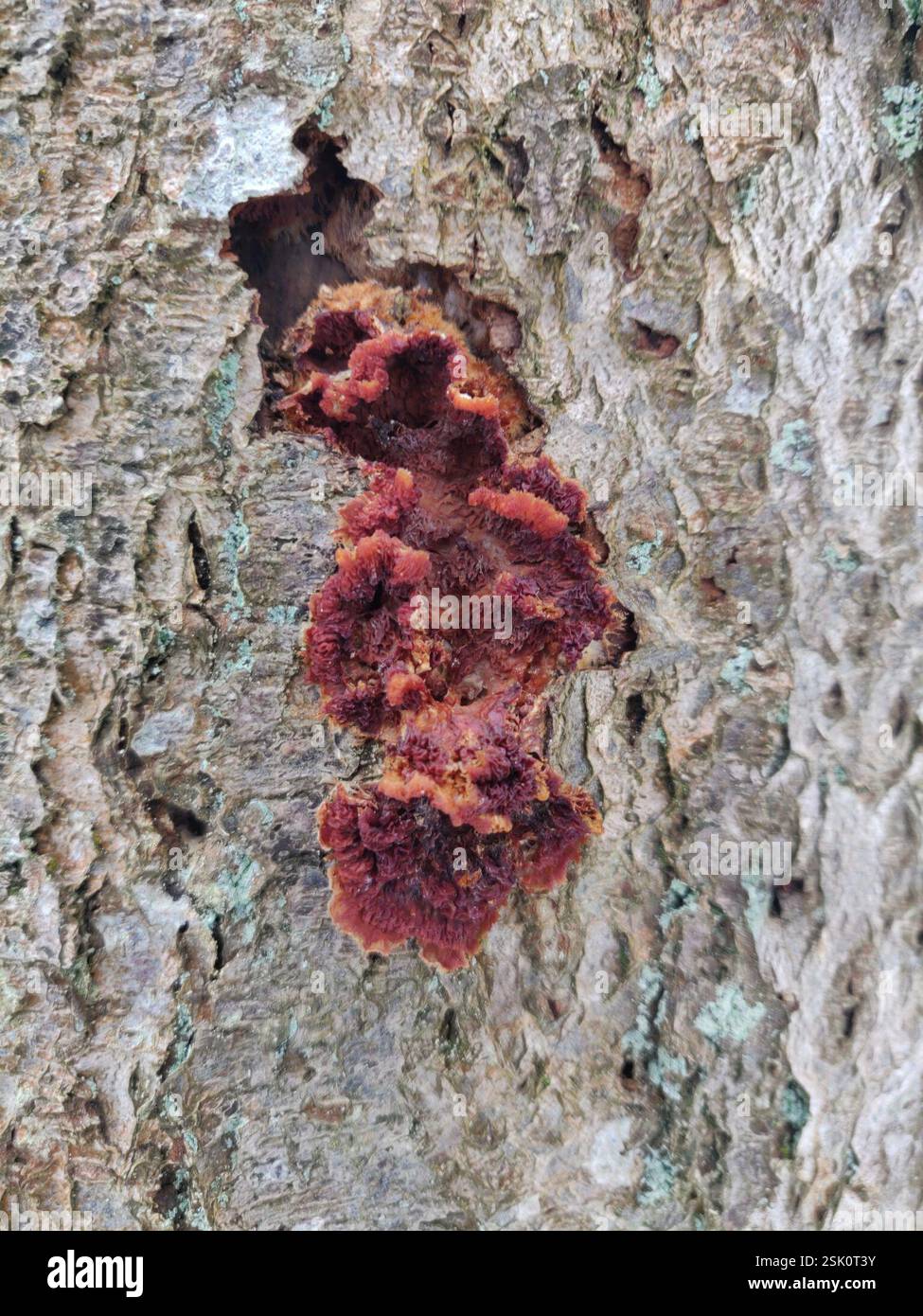Wrinkled Crust (Phlebia radiata), Fungi, Silkeborg, 8600 Silkeborg ...