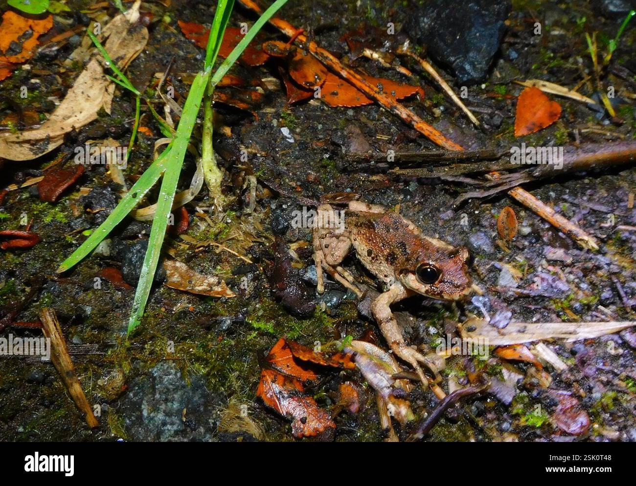 Gray Wood Frog (Batrachyla leptopus), Amphibia, Palena, CL-LL, CL Stock ...