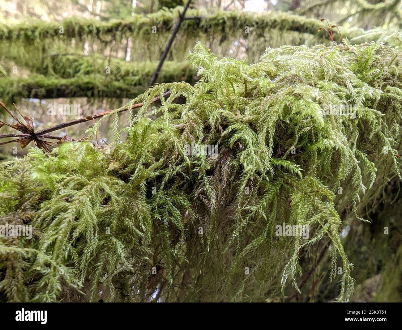 Cat's Tail Moss (Pseudisothecium stoloniferum), Plantae, Vancouver, BC ...