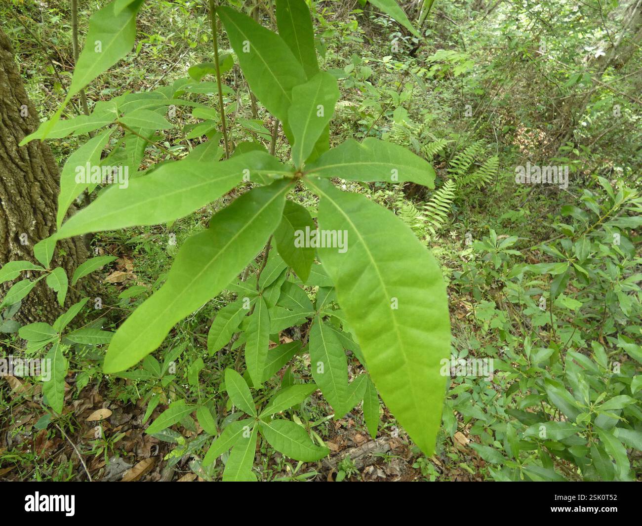 swamp laurel oak (Quercus laurifolia), Plantae, River Rd. Preserve ...