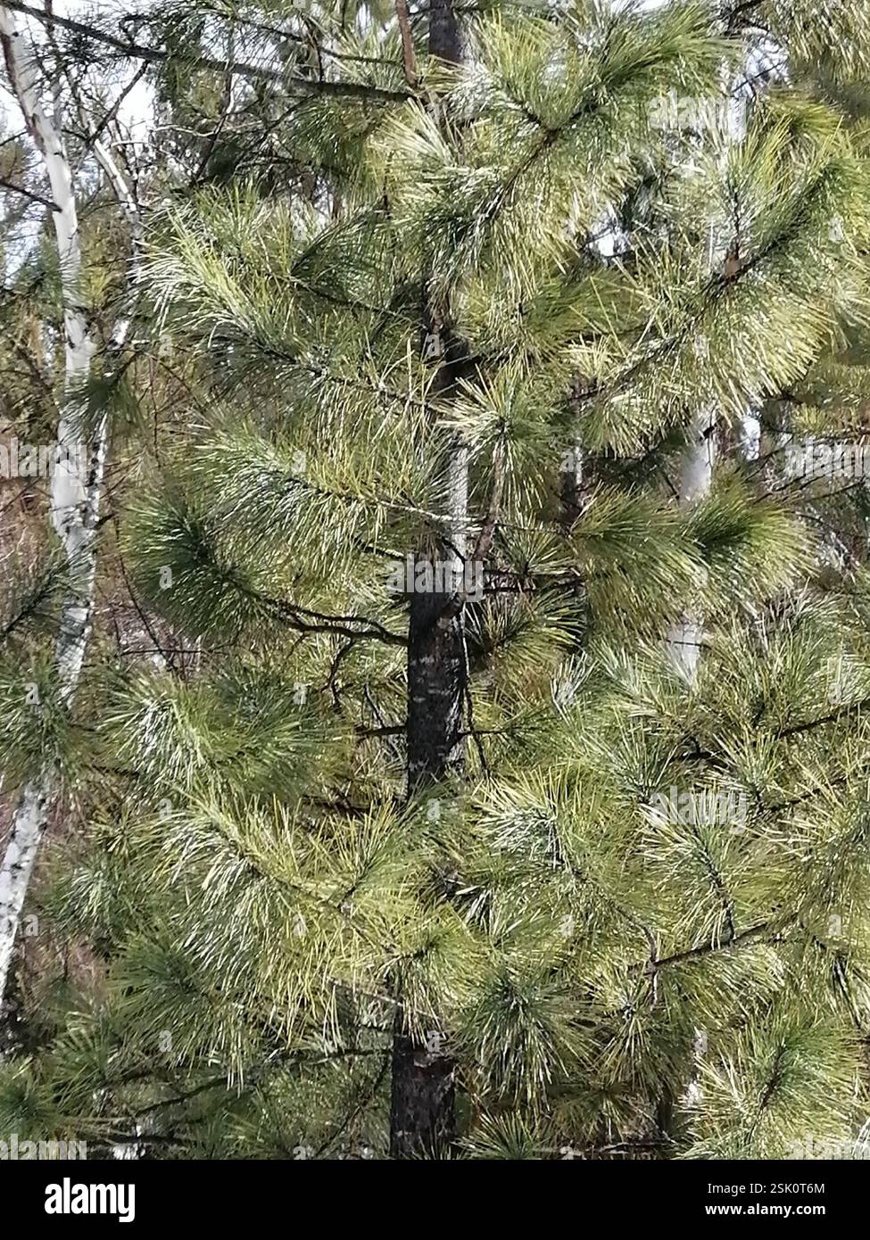 Siberian pine (Pinus sibirica), Plantae, Иркутская обл., Россия, 665490 ...