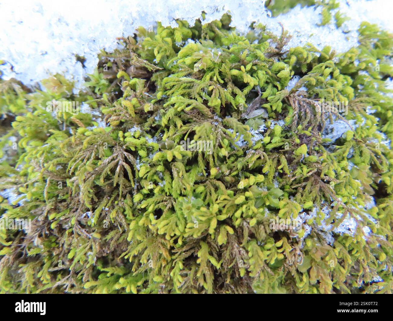 tree-skirt moss (Pseudanomodon attenuatus), Plantae, Dane County, WI ...