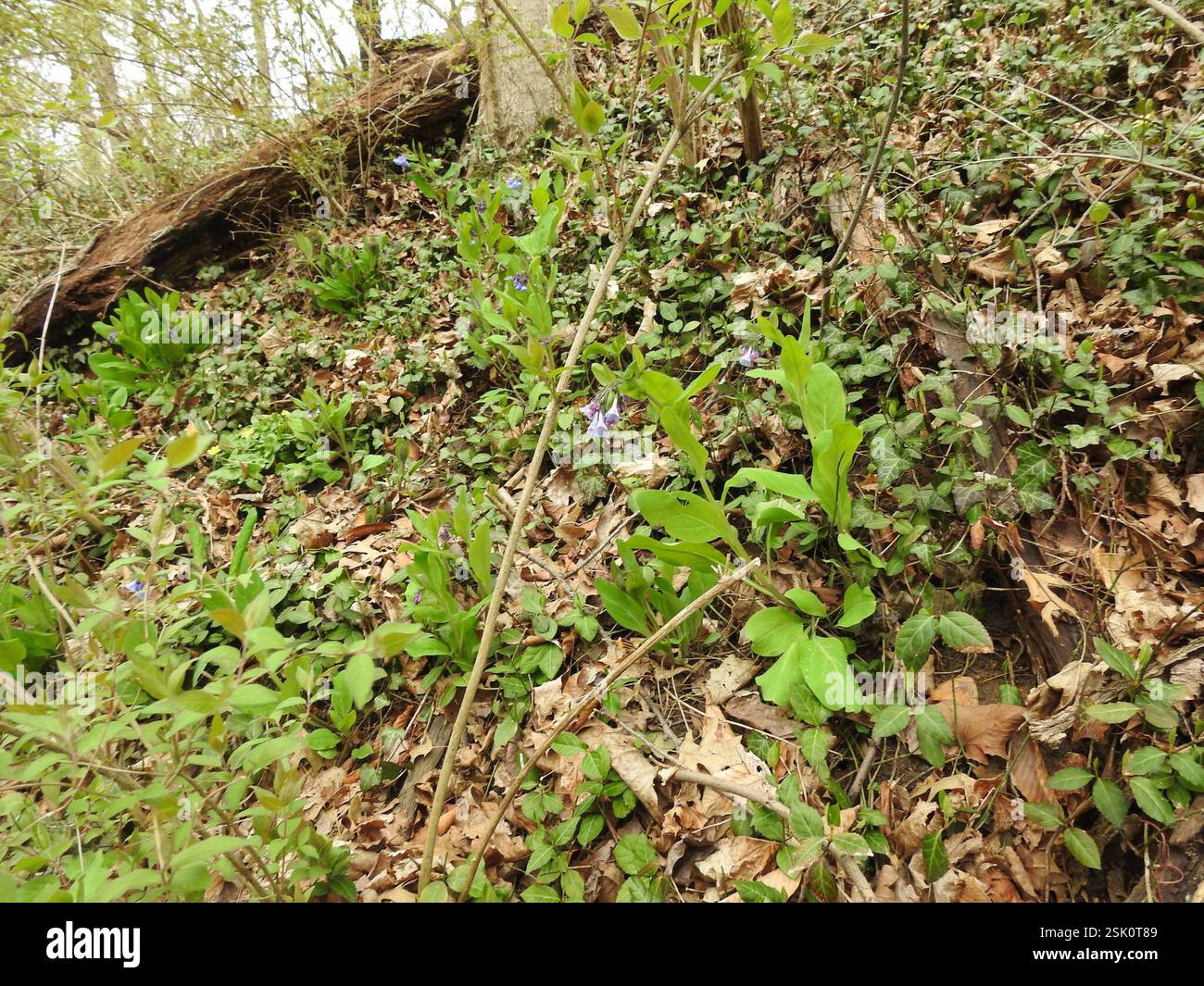 Virginia bluebells (Mertensia virginica), Plantae, Ohio, US Stock Photo ...