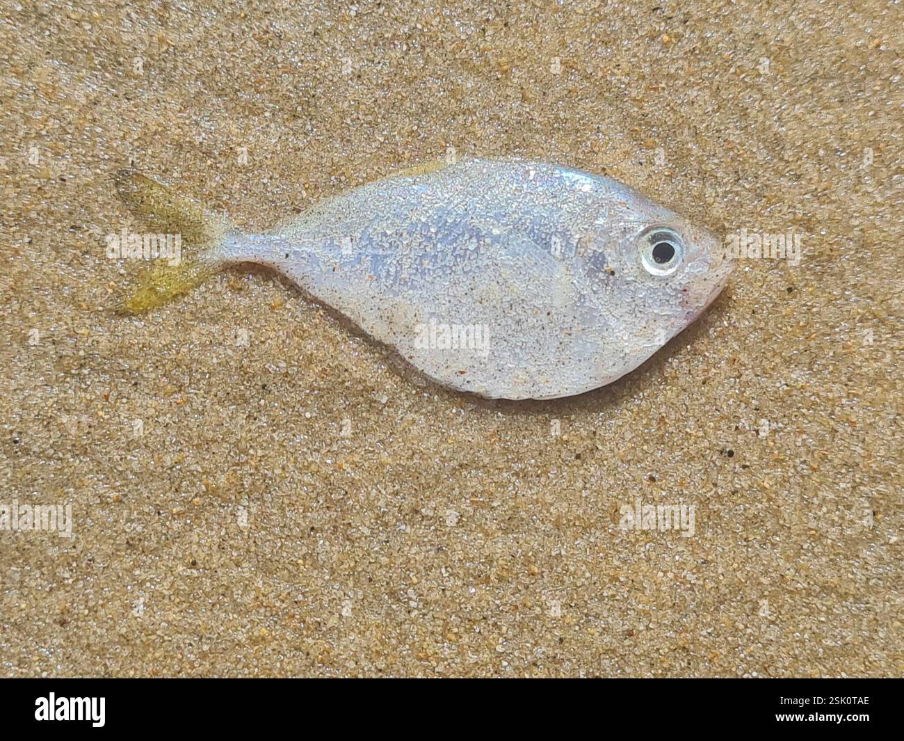 Atlantic Bumper (Chloroscombrus chrysurus), Actinopterygii, Natal - RN ...