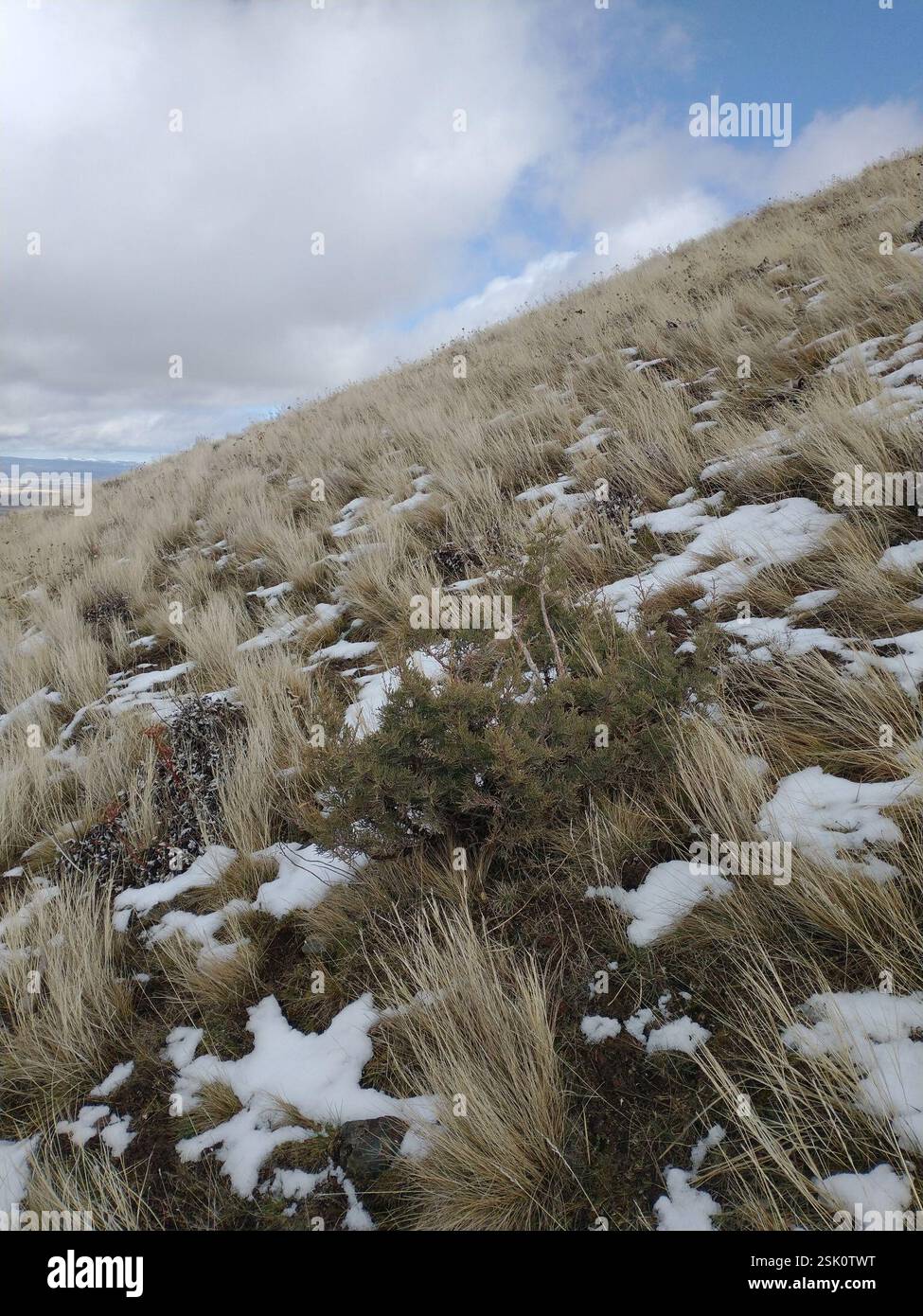 western juniper (Juniperus occidentalis), Plantae, Lyle, WA 98635, USA ...