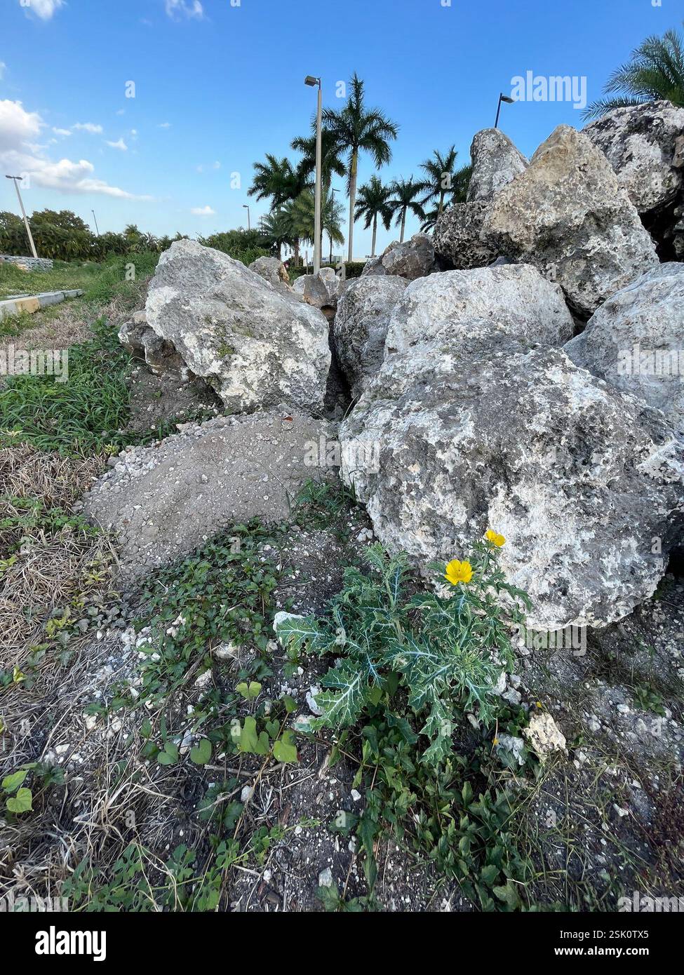 Mexican prickly poppy (Argemone mexicana), Plantae, Florida, US Stock ...