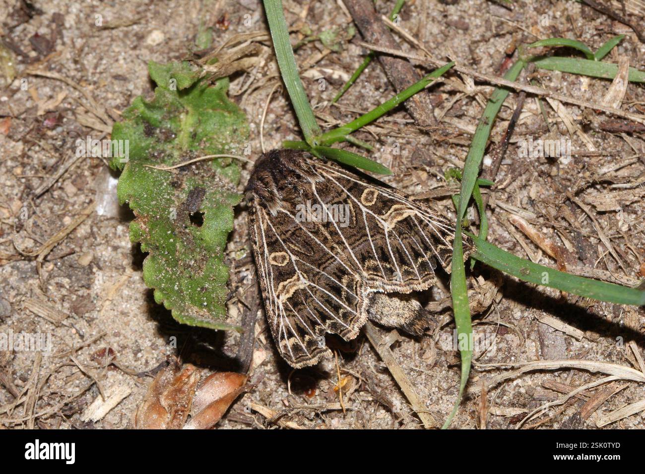 Feathered Gothic (Tholera decimalis), Insecta, 8400 Ebeltoft, Danmark ...