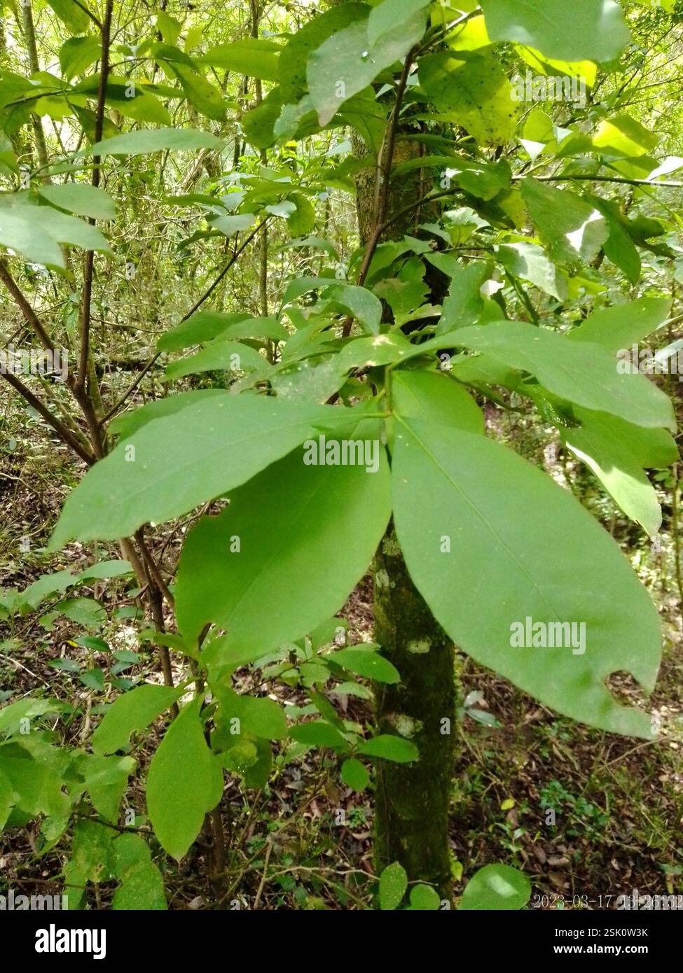 southern raintree (Brunfelsia australis), Plantae, 37000 Departamento ...