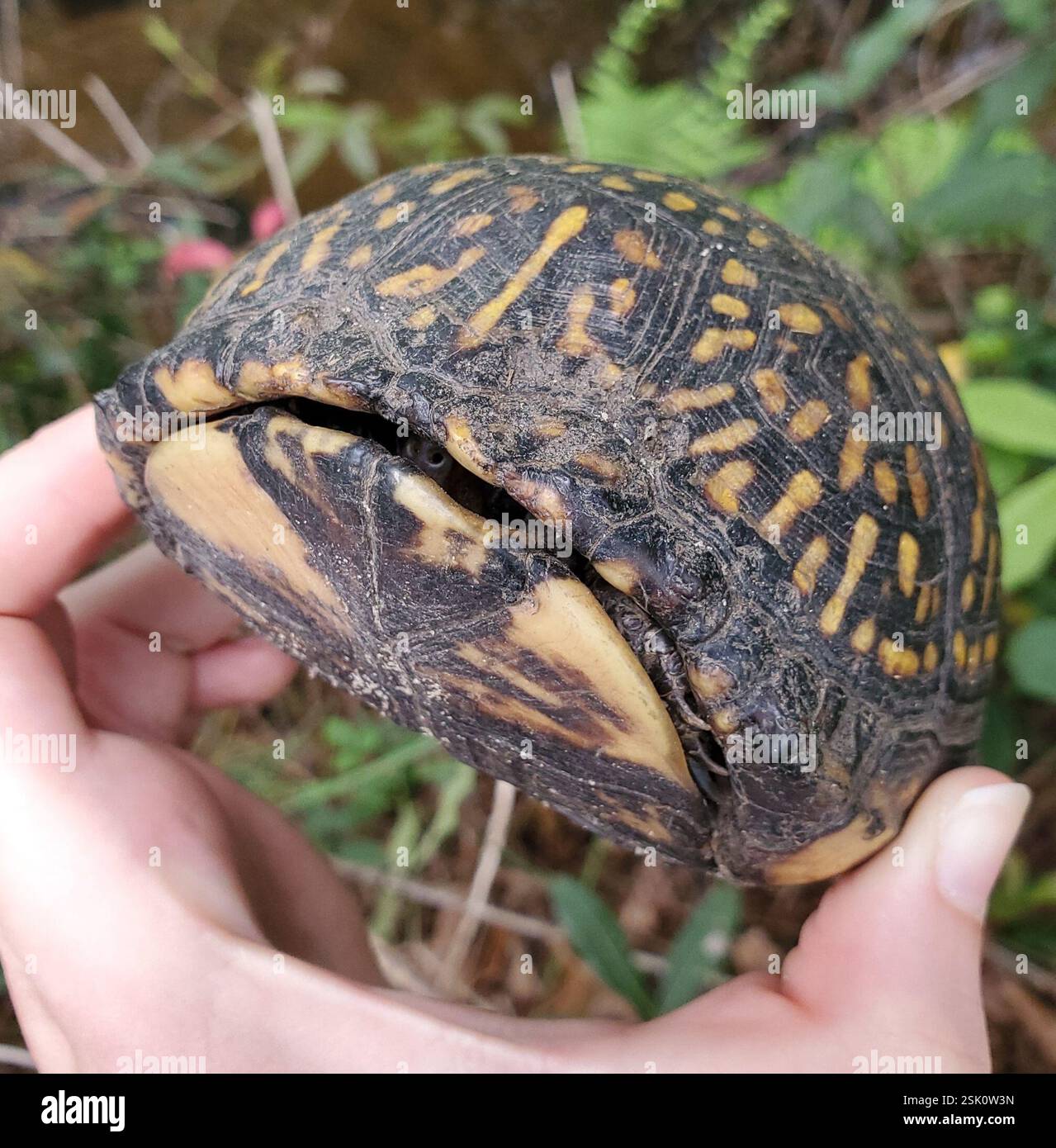 Gulf Coast Box Turtle (Terrapene carolina major), Reptilia, Florida, US ...