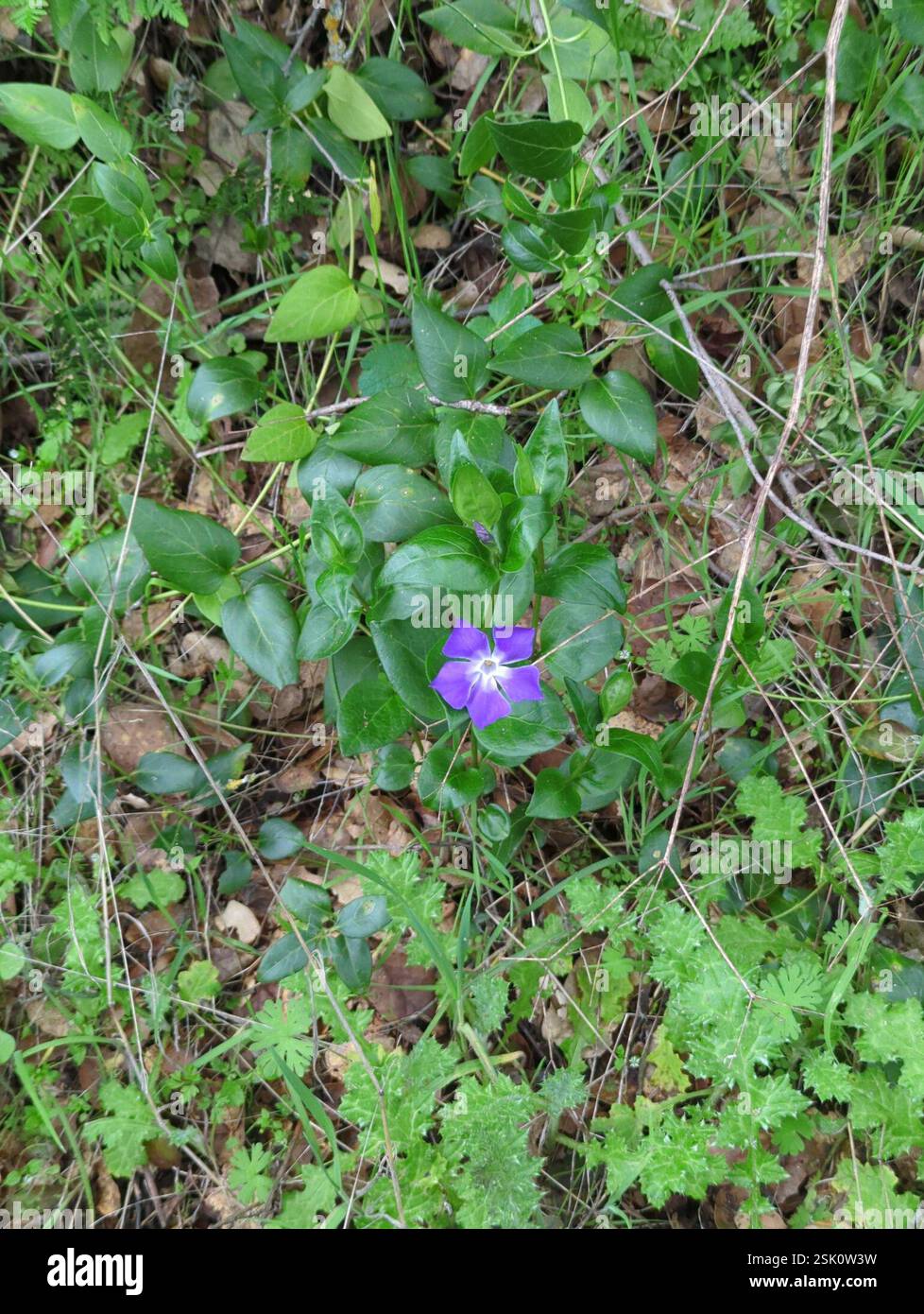greater periwinkle (Vinca major), Plantae, Stevens Creek County Park ...