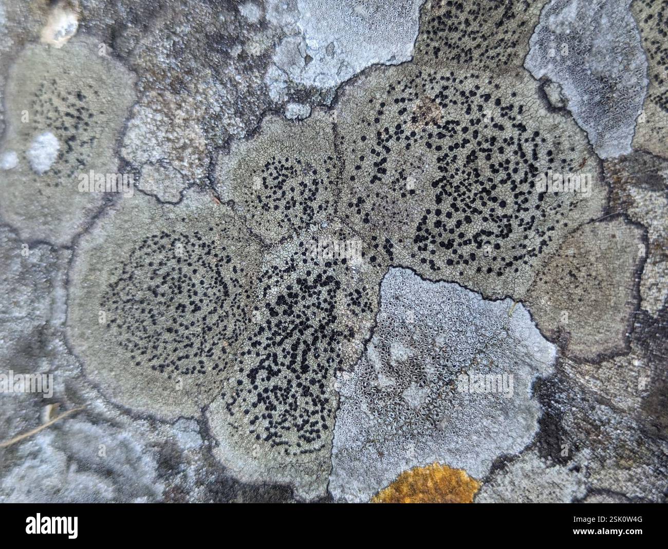 concentric boulder lichen (Porpidia crustulata), Fungi, Sololá ...