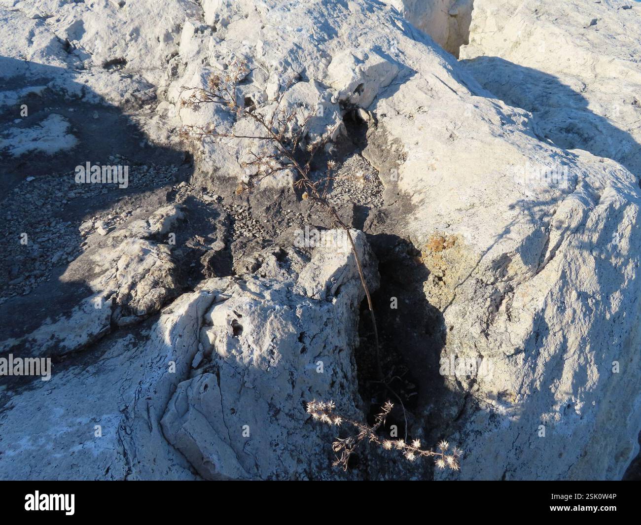 (Asteroideae), Plantae, Milwaukee, Wisconsin, United States Stock Photo ...