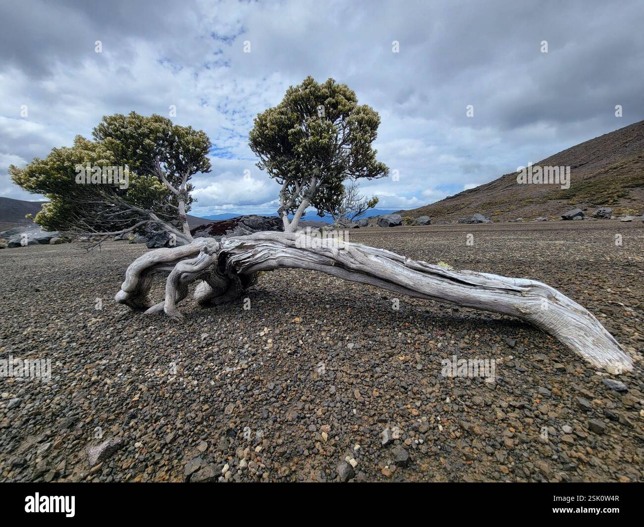 (Olearia nummulariifolia), Plantae, Ohakune 4691, New Zealand Stock ...