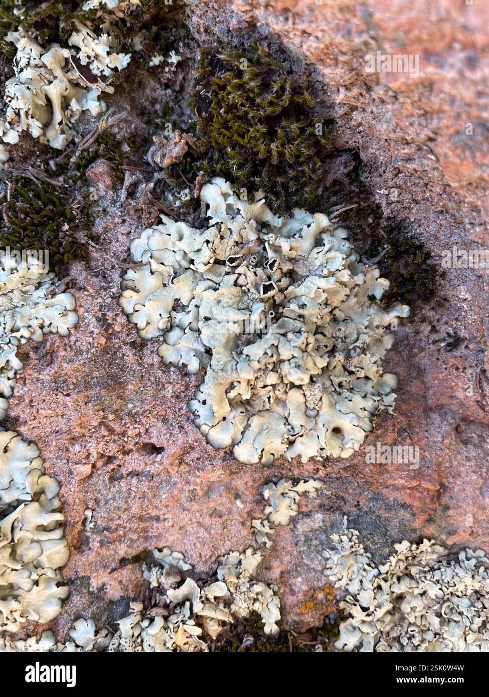 common lichens (Lecanoromycetes), Fungi, San Benito County, CA, USA ...