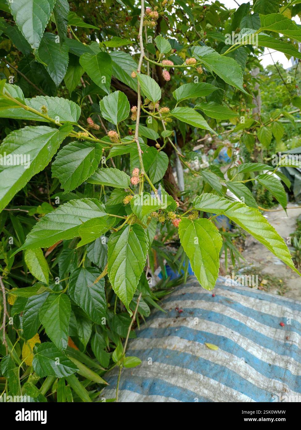 Korean mulberry (Morus indica), Plantae, 231, Taiwan, 新北市新店區中山里 Stock ...