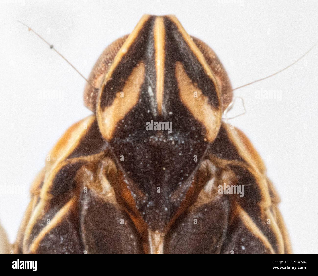 (Haplaxius tekmar), Insecta, Centro, Zimapán, Hgo., Mexico, This is a ...