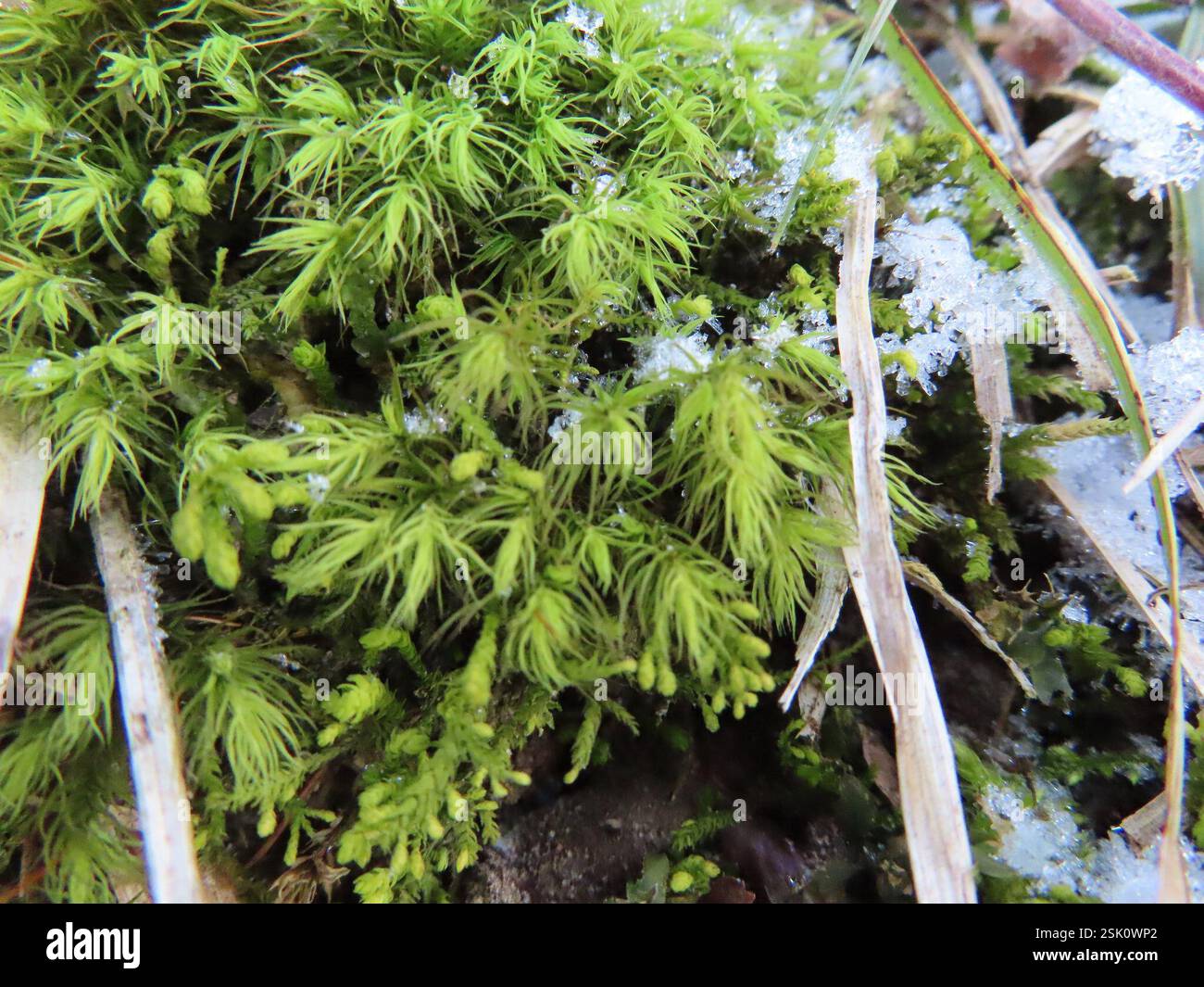 Common Apple-moss (Bartramia pomiformis), Plantae, Dane, Wisconsin ...