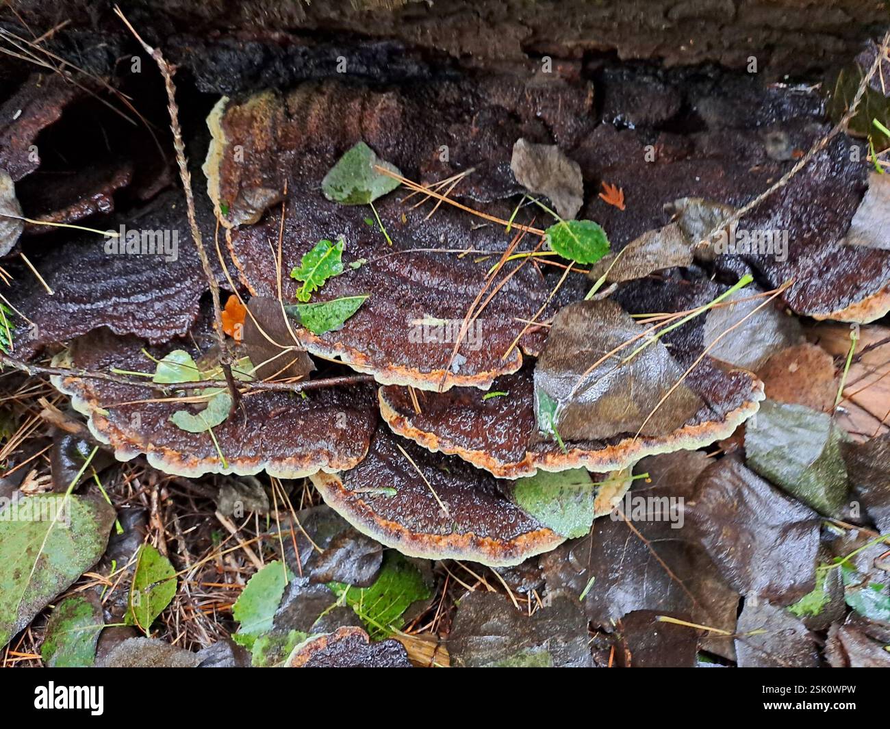 Dyer's Polypore (Phaeolus schweinitzii), Fungi, Queens Park ...