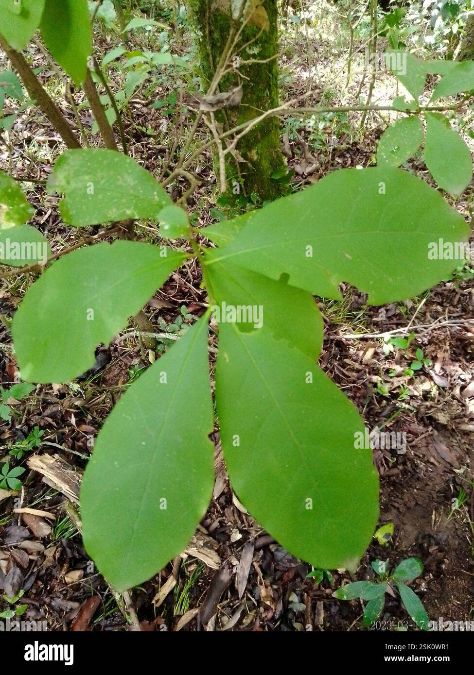 southern raintree (Brunfelsia australis), Plantae, 37000 Departamento ...